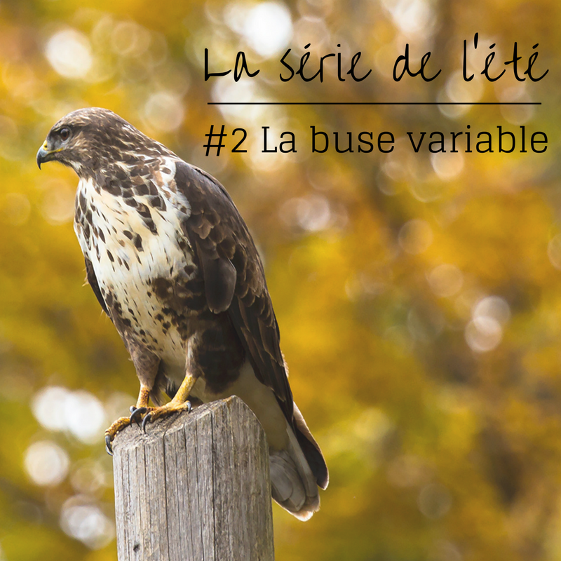 La série de l'été - Episode 2: la Buse variable - Une histoire de plumes