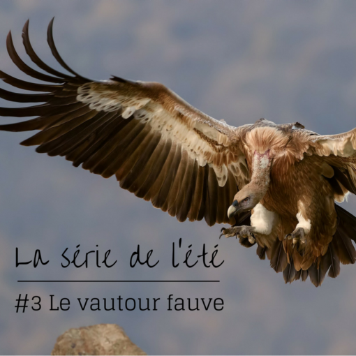 La série de l'été - Episode 3: le vautour fauve - Une histoire de plumes
