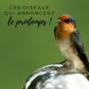Ces oiseaux qui annoncent le printemps - Une histoire de plumes