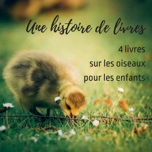 4 livres sur les oiseaux pour les enfants - Une histoire de plumes