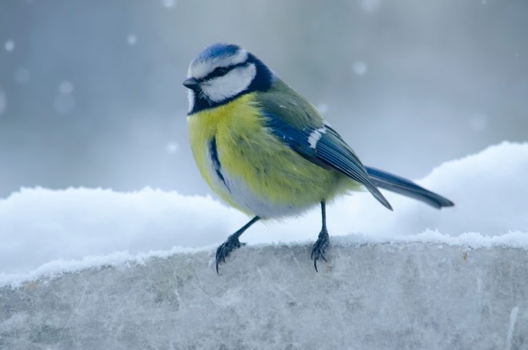 Comment aider les oiseaux pendant l'hiver? - Une histoire de plumes