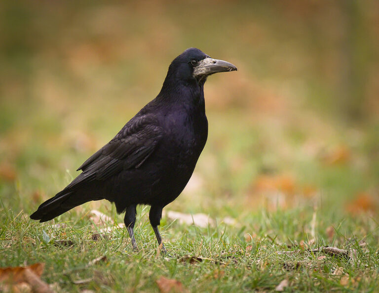 Une histoire d'Oiseaux: Corbeaux & Cie - Une histoire de plumes