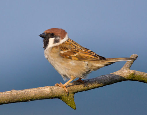 Une histoire d'Oiseaux: les Moineaux - Une histoire de plumes