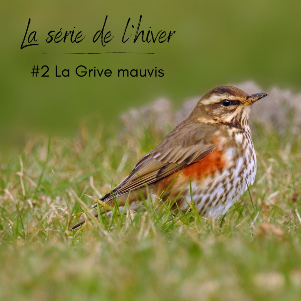La série de l'hiver : La Grive mauvis - Une histoire de plumes