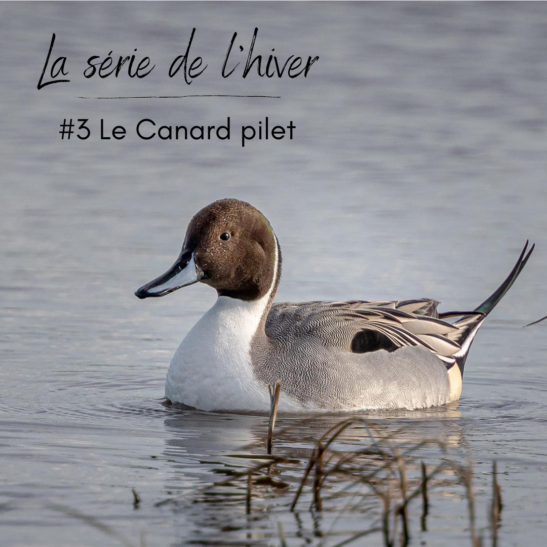 La série de l'hiver : le Canard pilet - Une histoire de plumes
