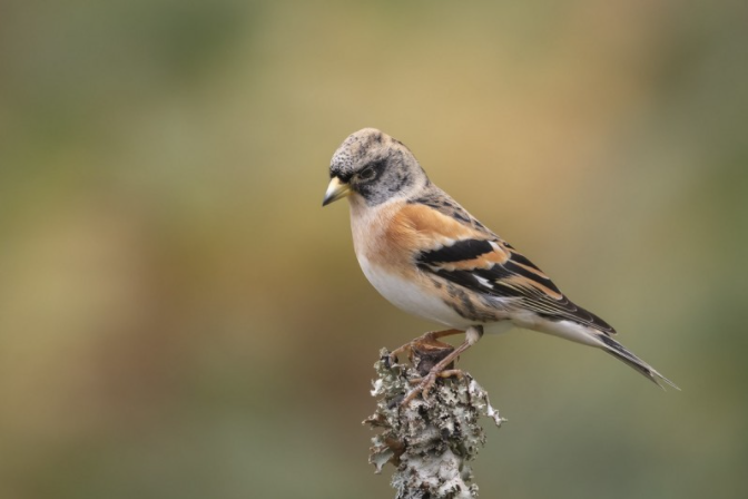 La série de l'hiver : le Pinson du Nord - Une histoire de plumes