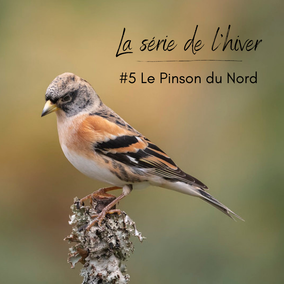 La série de l'hiver : le Pinson du Nord - Une histoire de plumes