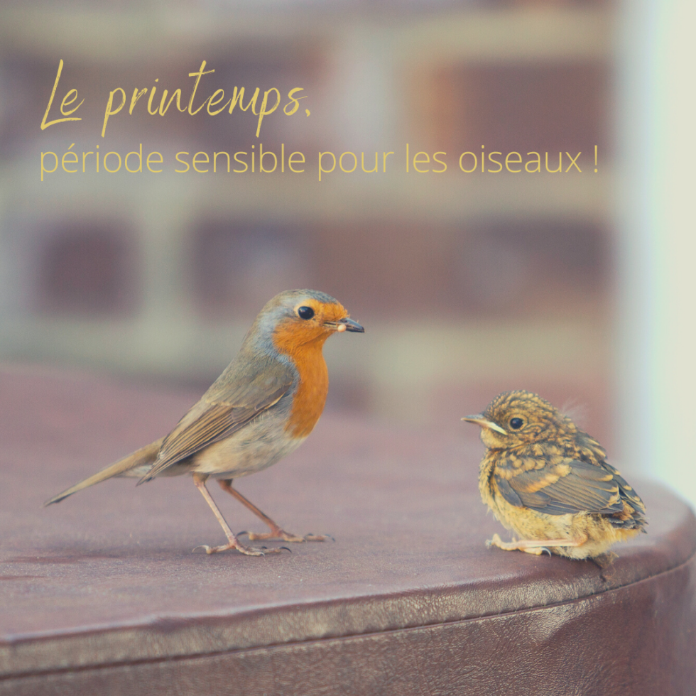 Le printemps, période sensible pour les oiseaux ! - Une histoire de plumes