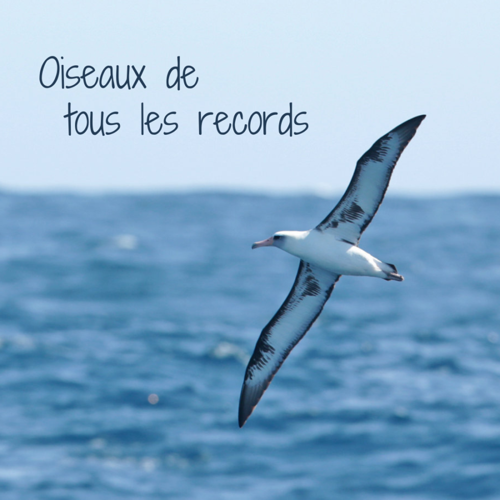 Oiseaux de tous les records - Une histoire de plumes