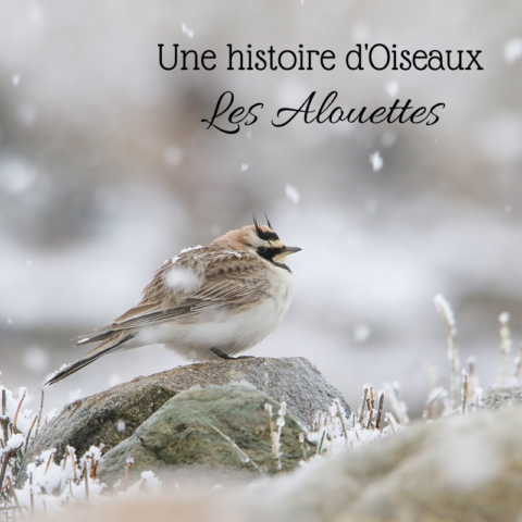 Une histoire d'Oiseaux : les Alouettes - Une histoire de plumes