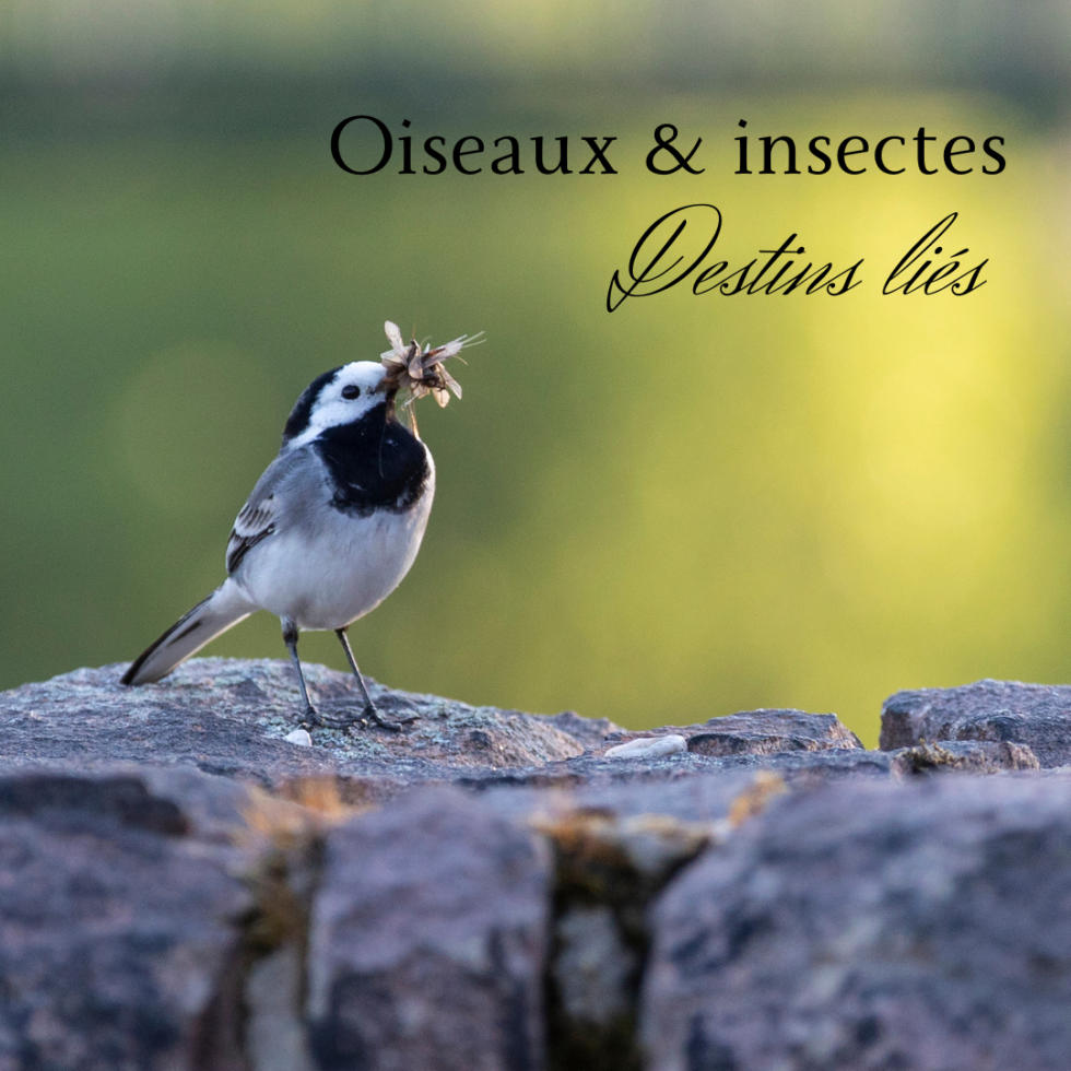 Oiseaux & insectes : destins liés - Une histoire de plumes